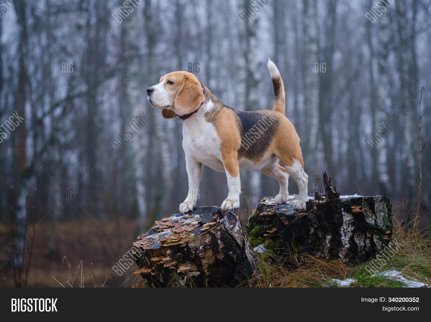 Funny Dog Breed Beagle Image & Photo (Free Trial) | Bigstock
