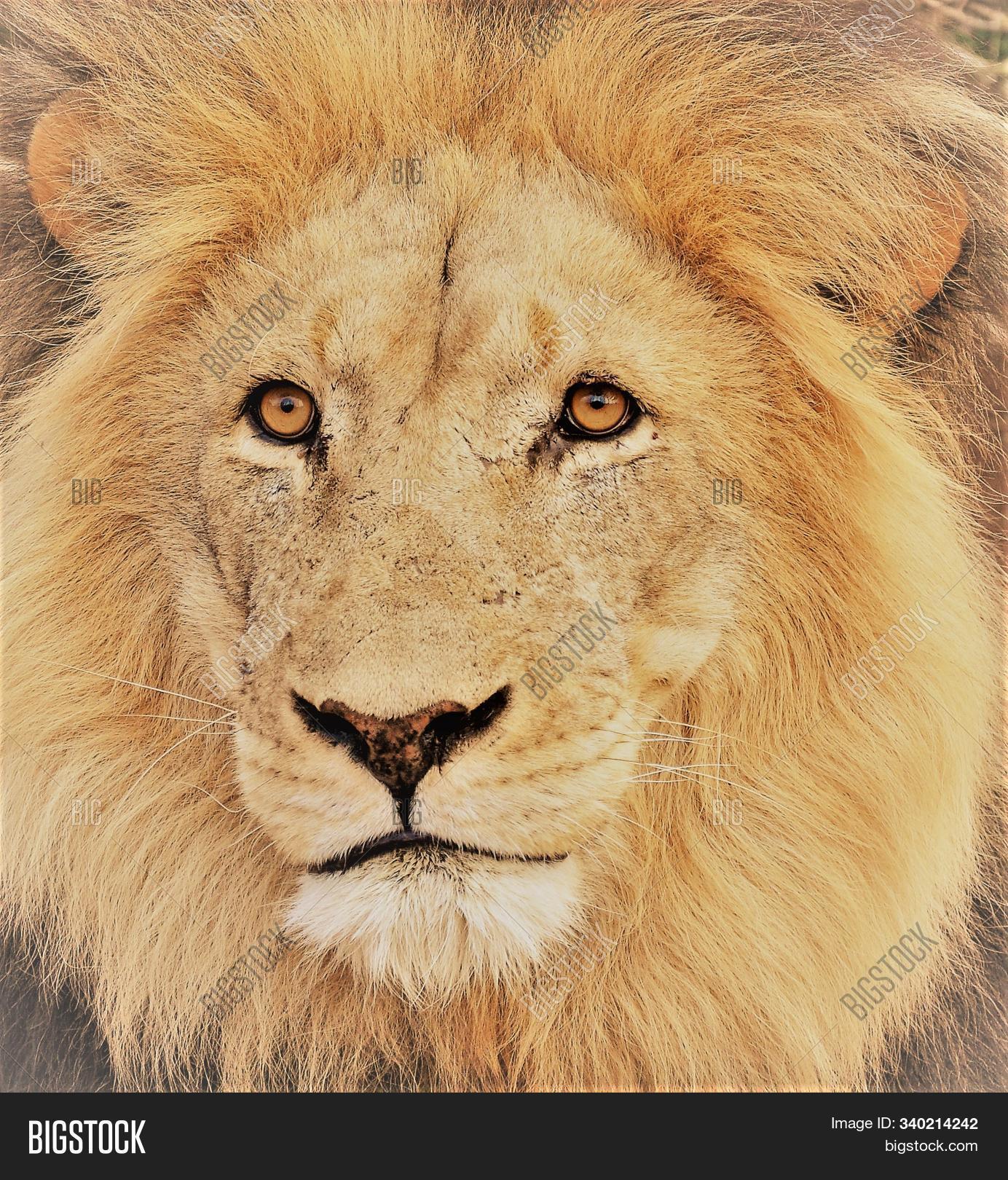 Muzzle Lion Yellow Image & Photo (Free Trial) | Bigstock