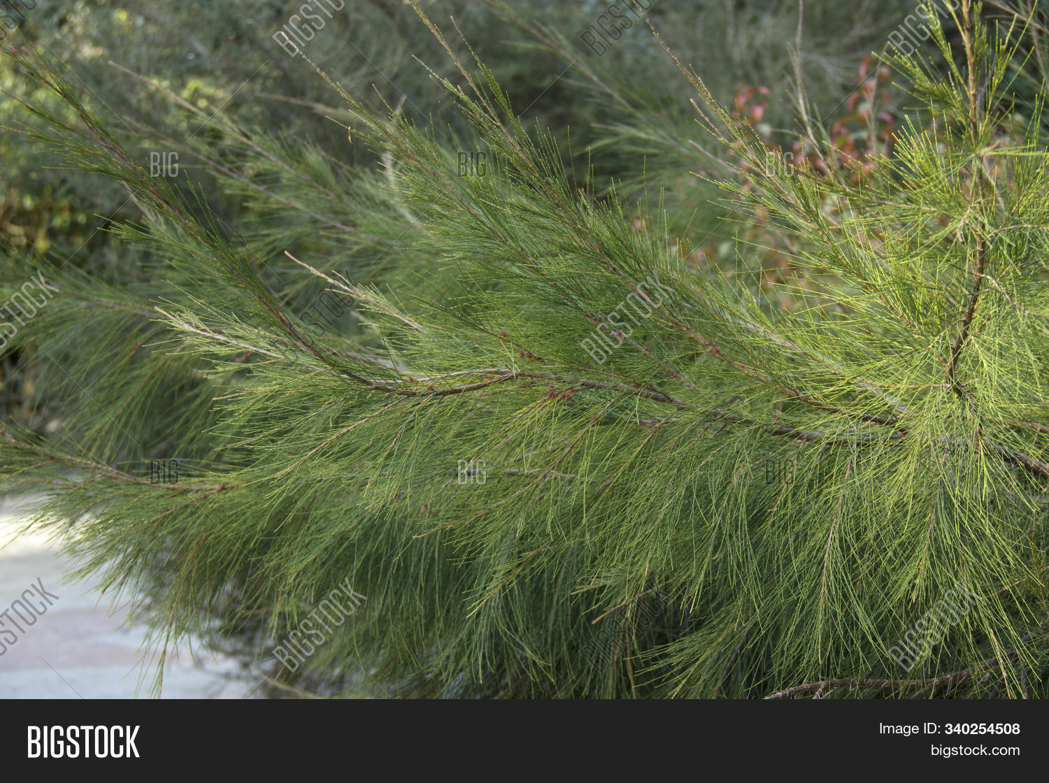 Casuarina Image & Photo (Free Trial) | Bigstock