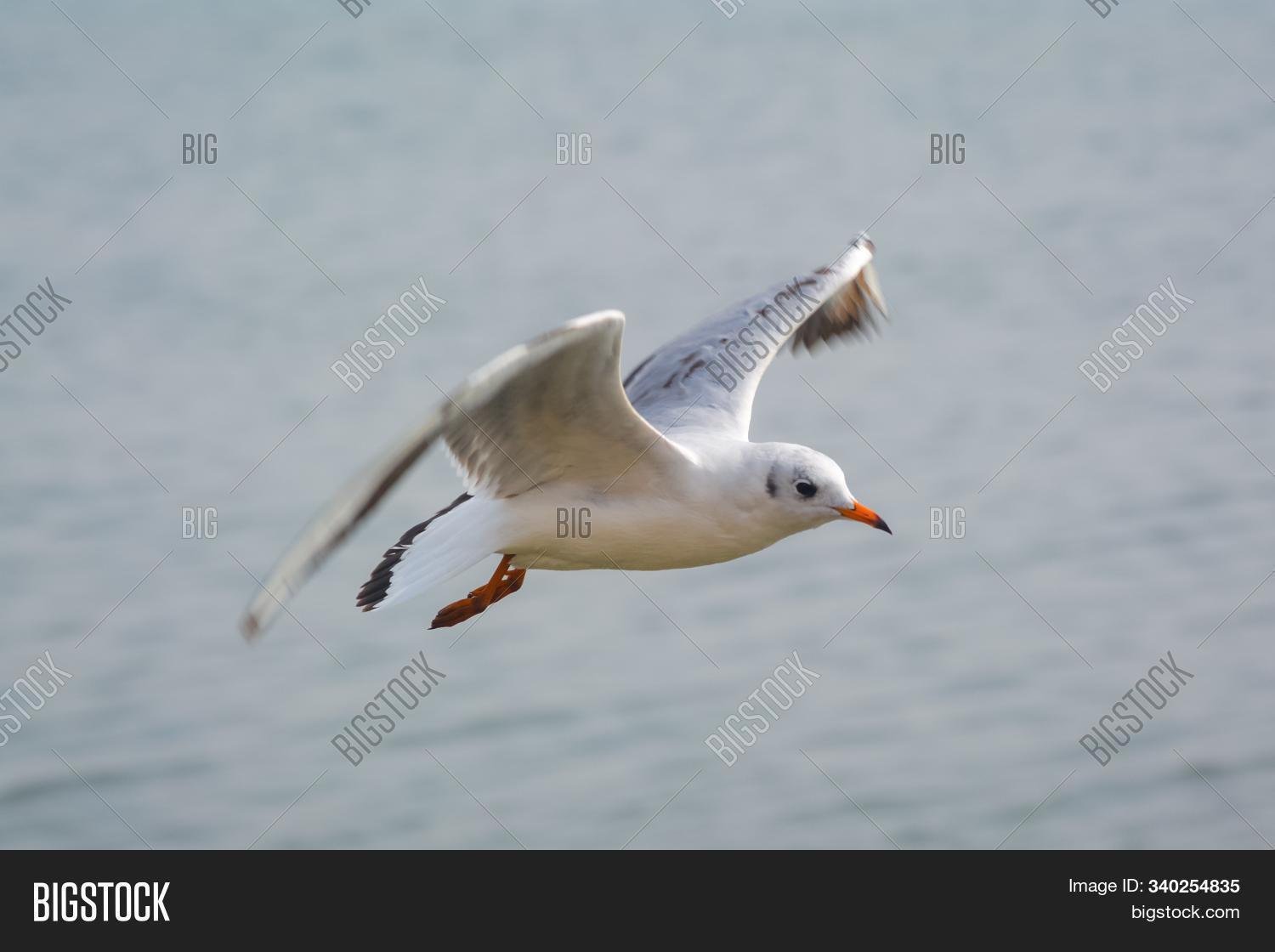 Flying Seagull Over Image & Photo (Free Trial) | Bigstock