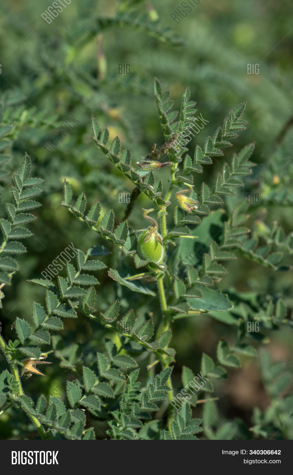 Chickpeas Pod Green Image & Photo (Free Trial) | Bigstock