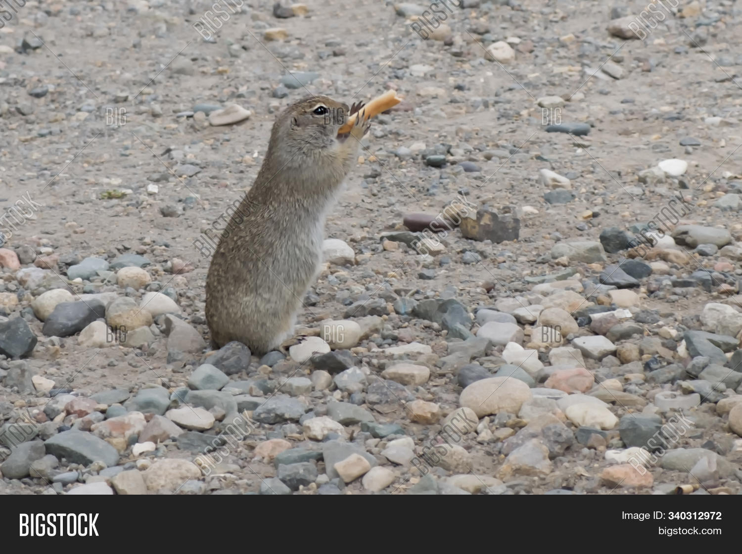 Sitting Gopher Holds Image & Photo (Free Trial) | Bigstock