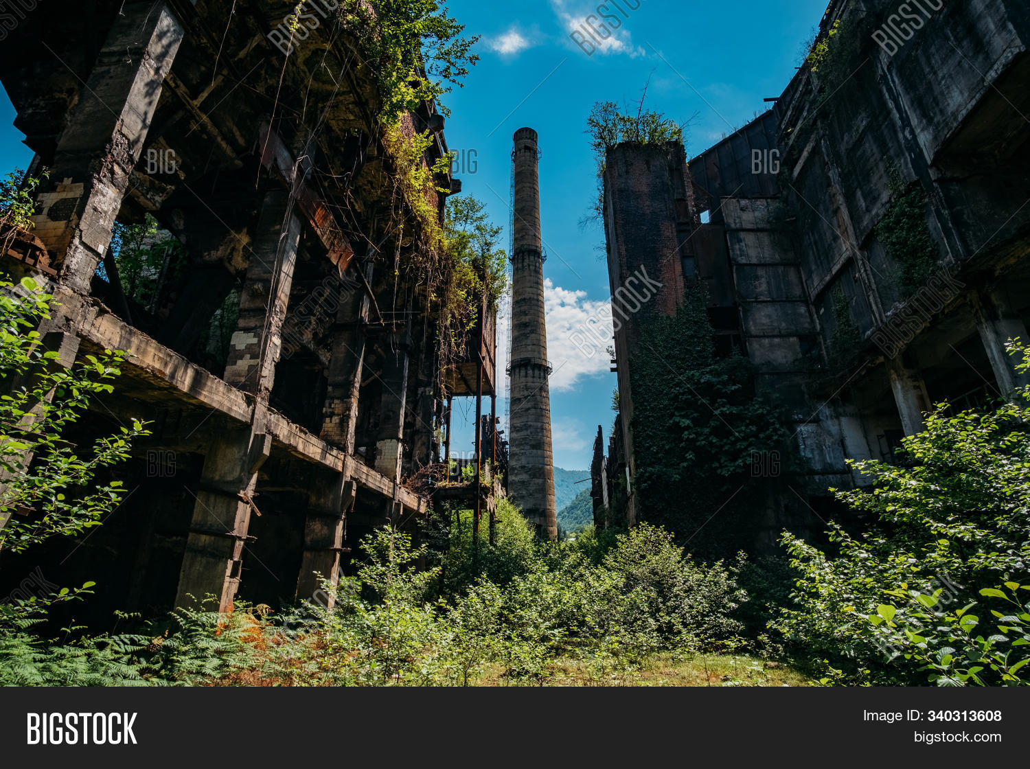Overgrown City Ruins