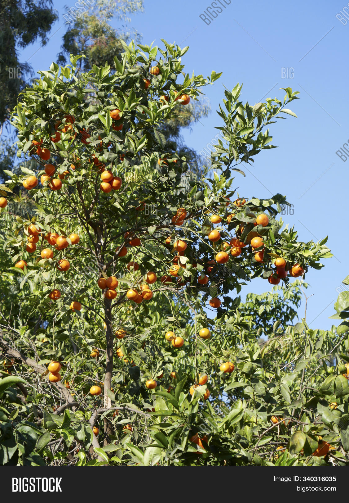 Fruit Plant Clementine Image & Photo (Free Trial) | Bigstock