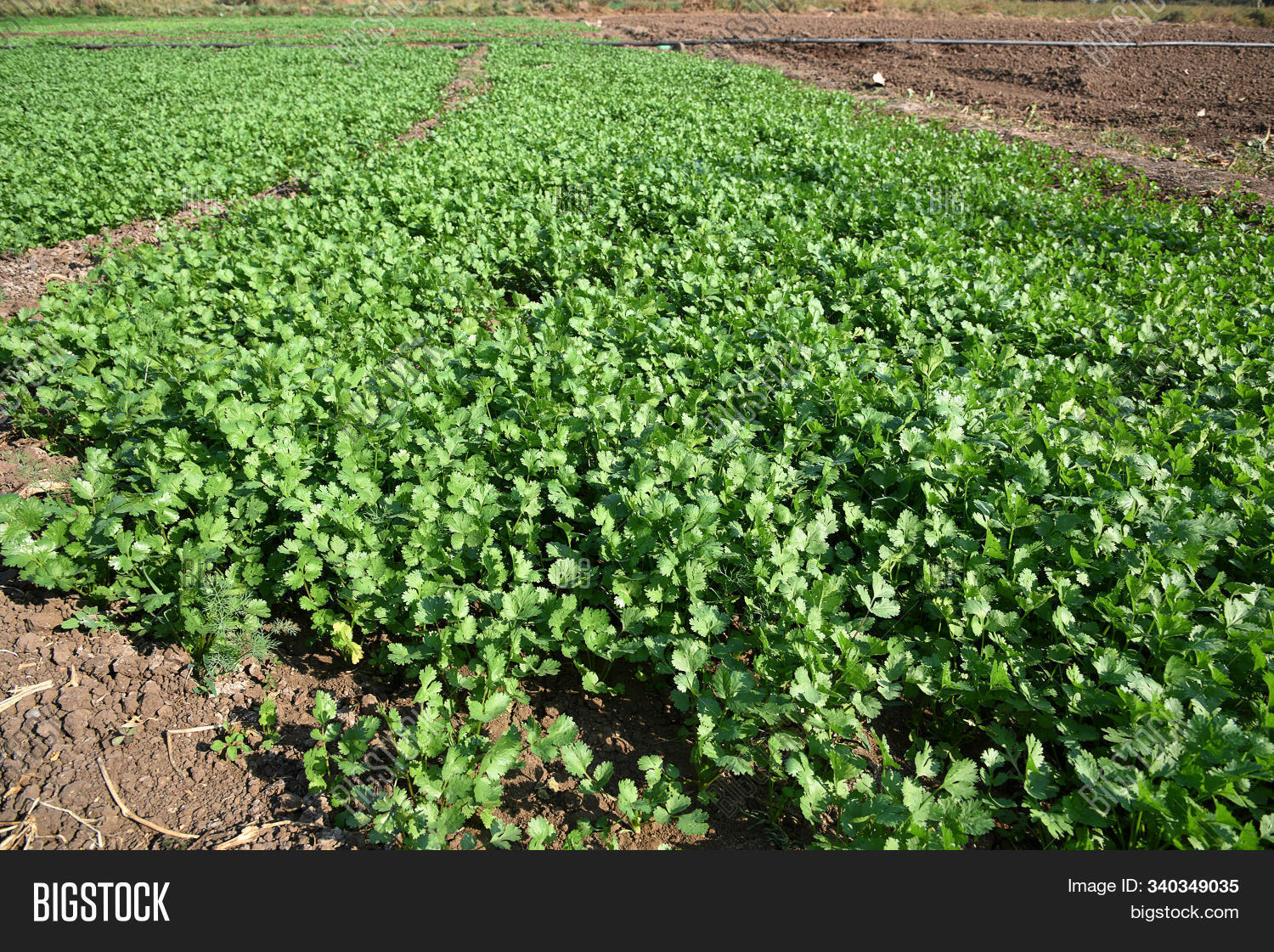 Fresh Green Coriander Image & Photo (Free Trial) | Bigstock