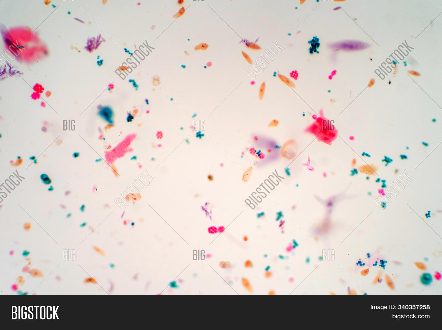 Mixed Protozoa Under Image & Photo (Free Trial) | Bigstock