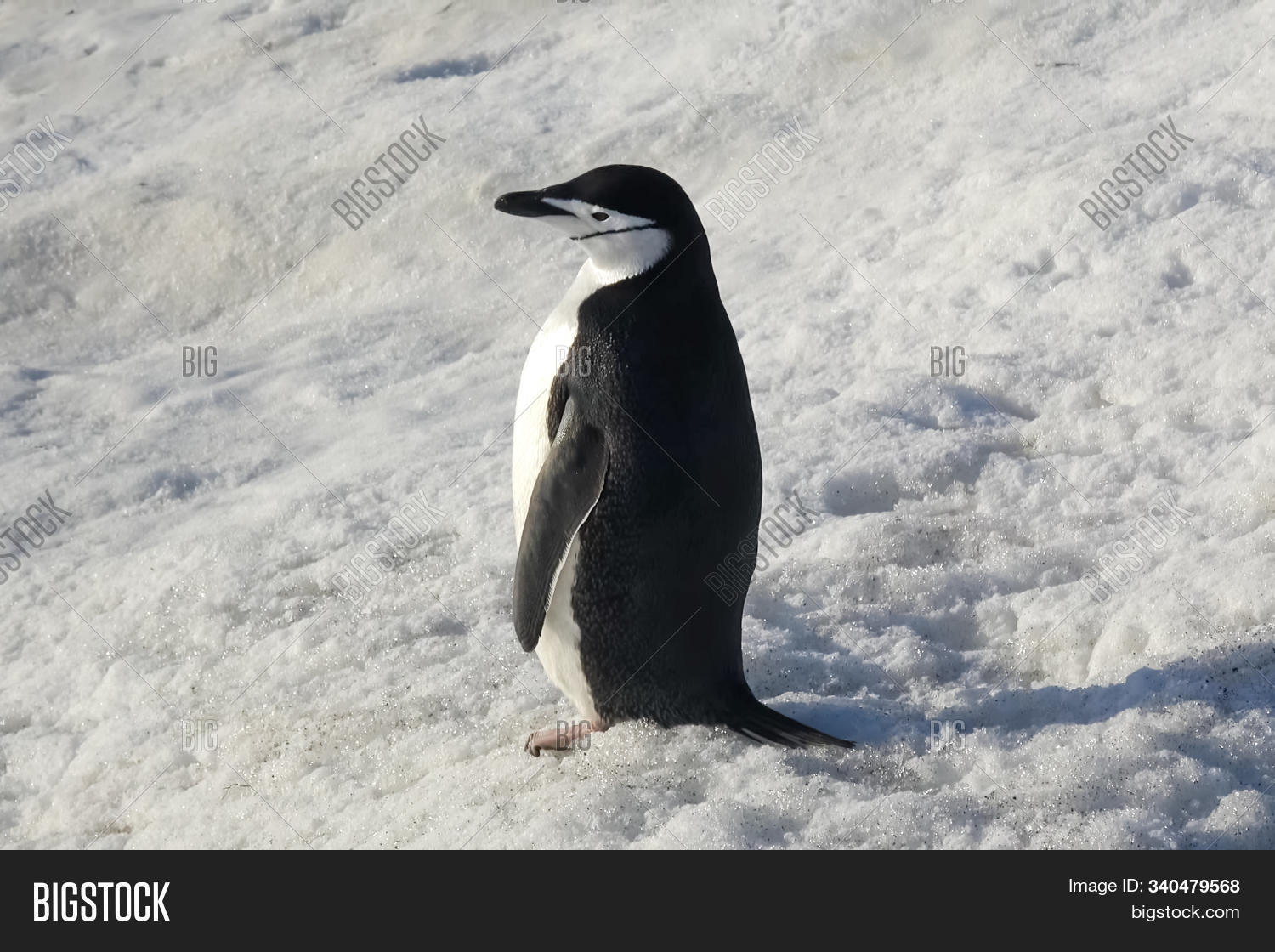 One Penguin Snow On Image & Photo (Free Trial) | Bigstock