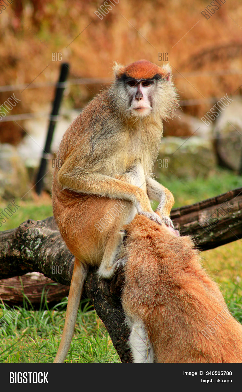 Imagen y foto Couple Monkey (prueba gratis) | Bigstock