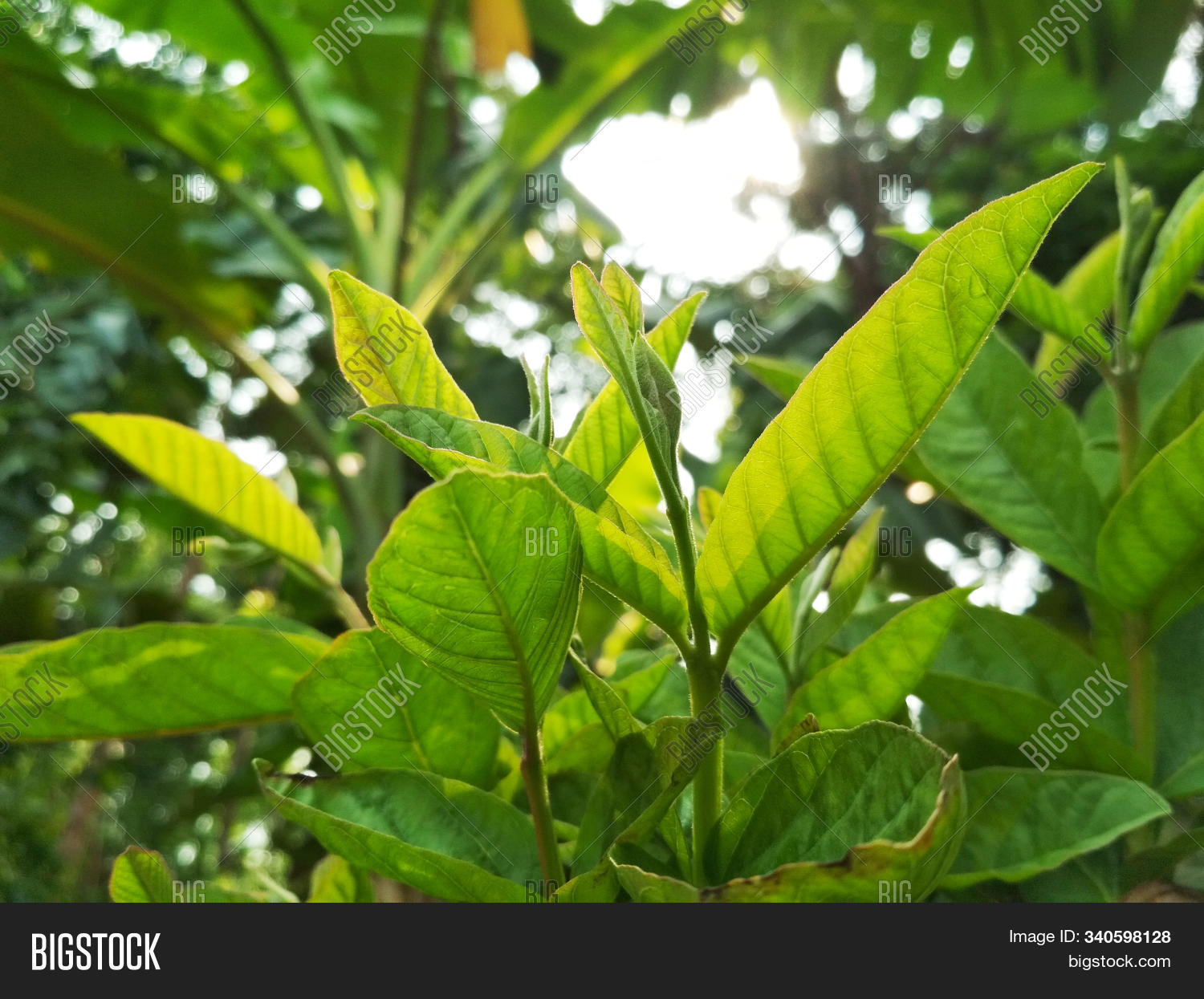Guava Leaves - Fresh Image & Photo (Free Trial) | Bigstock