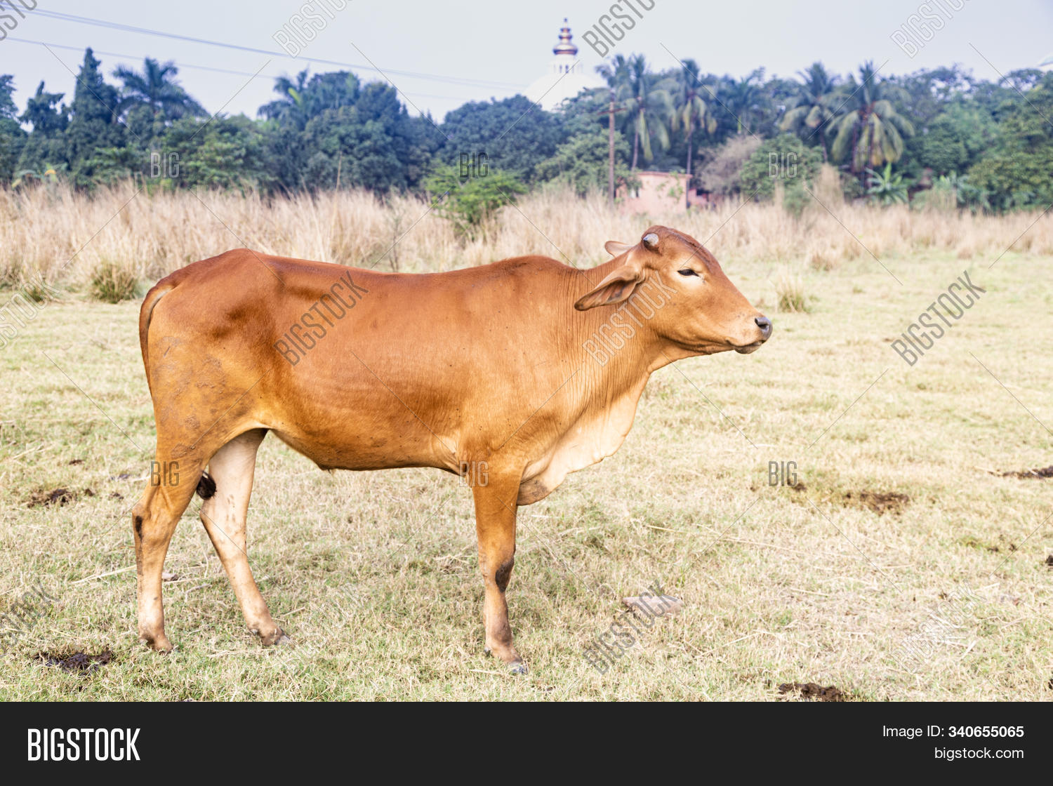 Calf Indian Sacred Image & Photo (Free Trial) | Bigstock