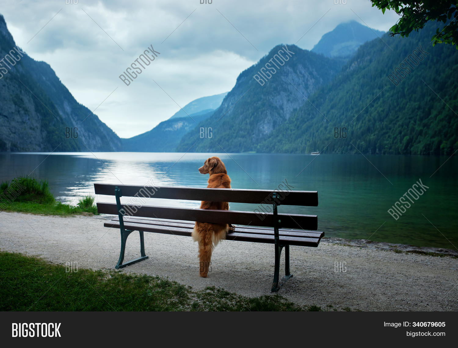 Dog On Bench Sits Image & Photo (Free Trial) | Bigstock