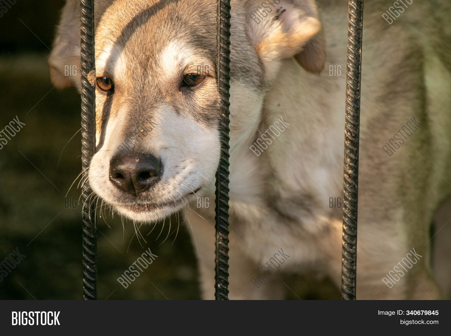 Young Dog Behind Bars Image & Photo (Free Trial) | Bigstock
