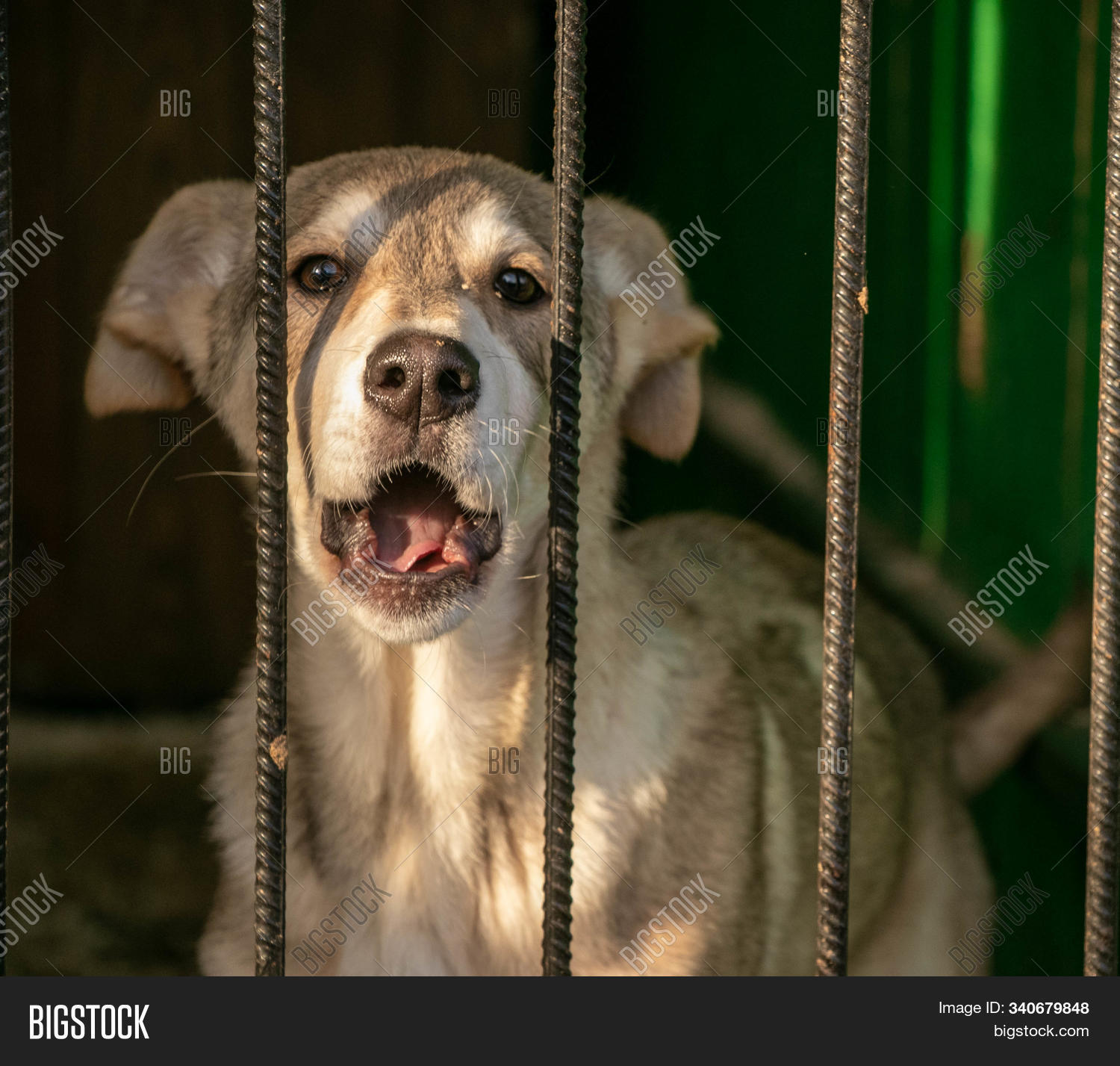 Young Dog Behind Bars Image & Photo (Free Trial) | Bigstock
