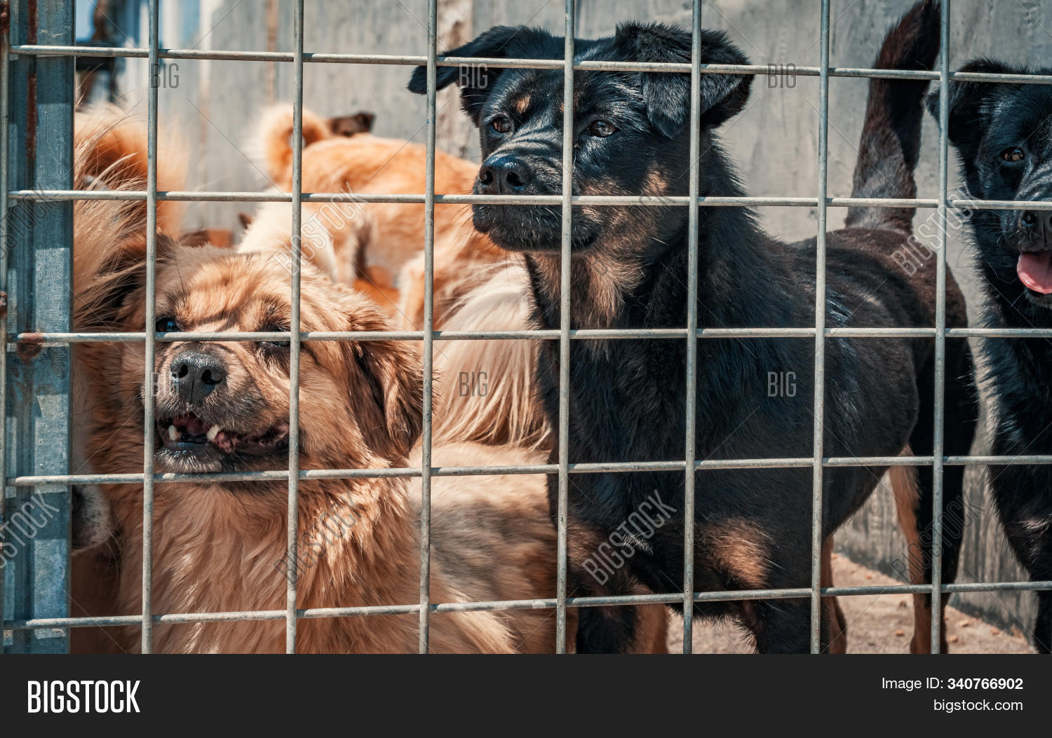 Unwanted Homeless Dogs Image & Photo (Free Trial) | Bigstock