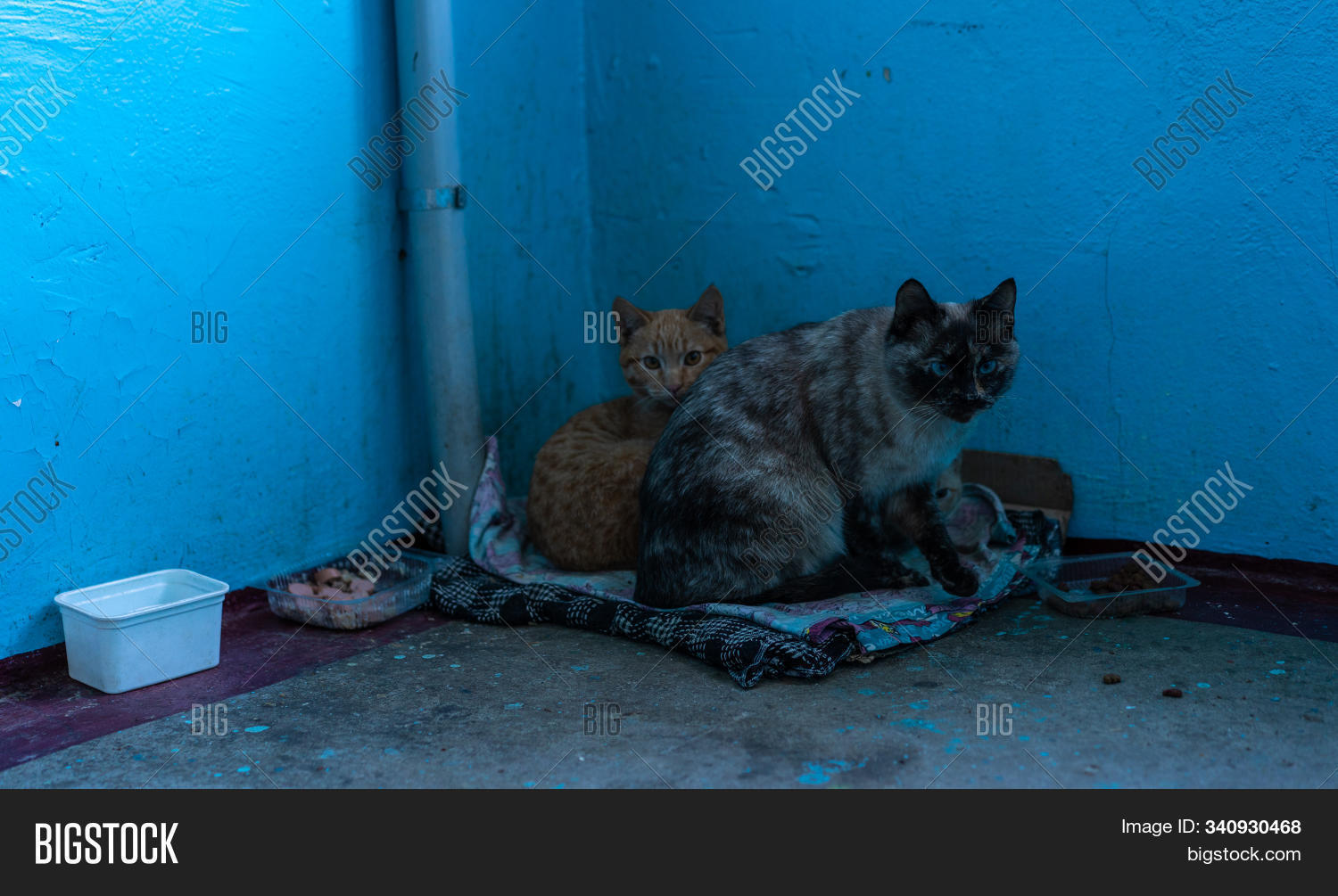 Homeless Mom Cat Her Image & Photo (Free Trial) | Bigstock