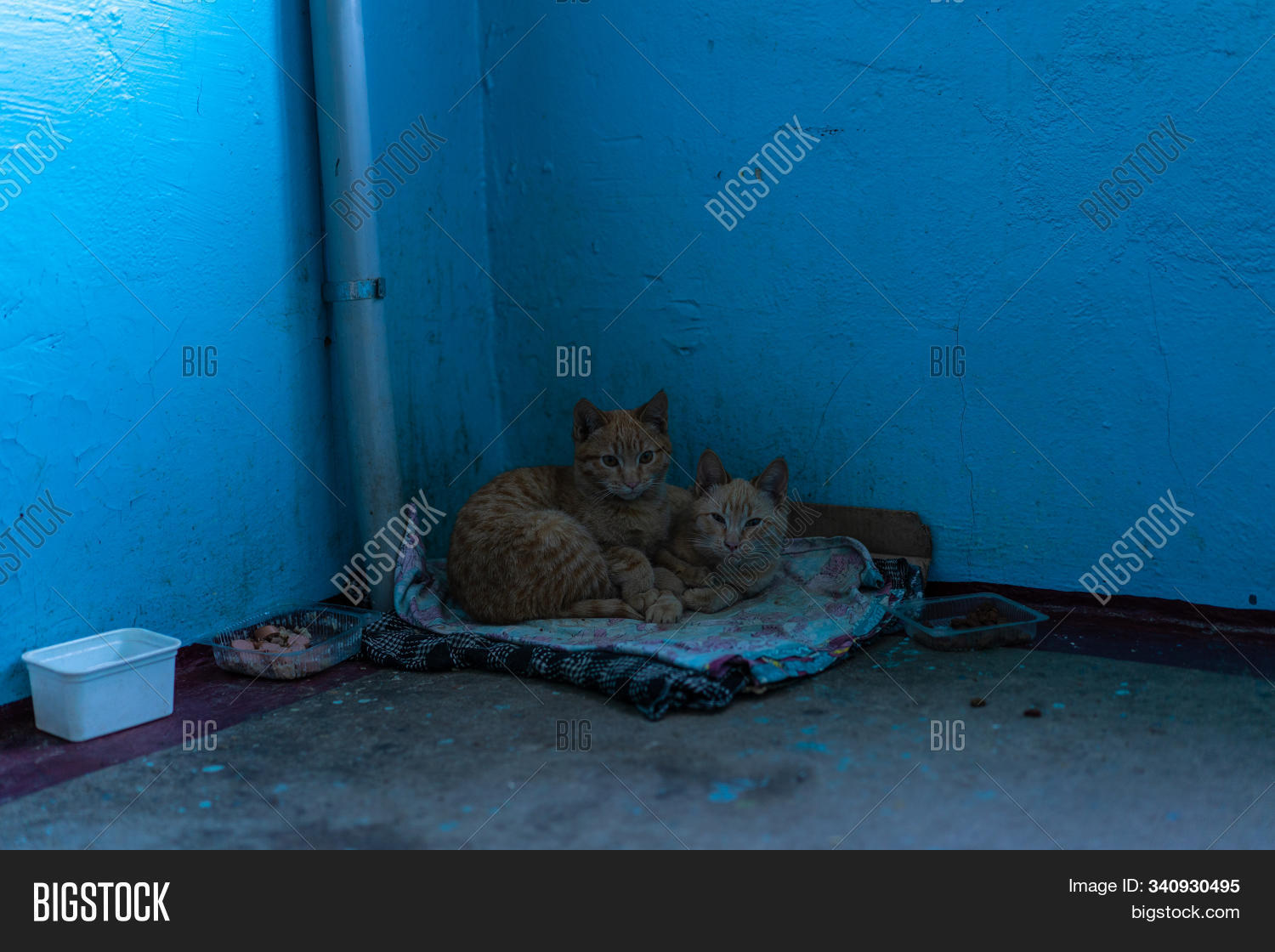 Homeless Kittens Which Image & Photo (Free Trial) | Bigstock