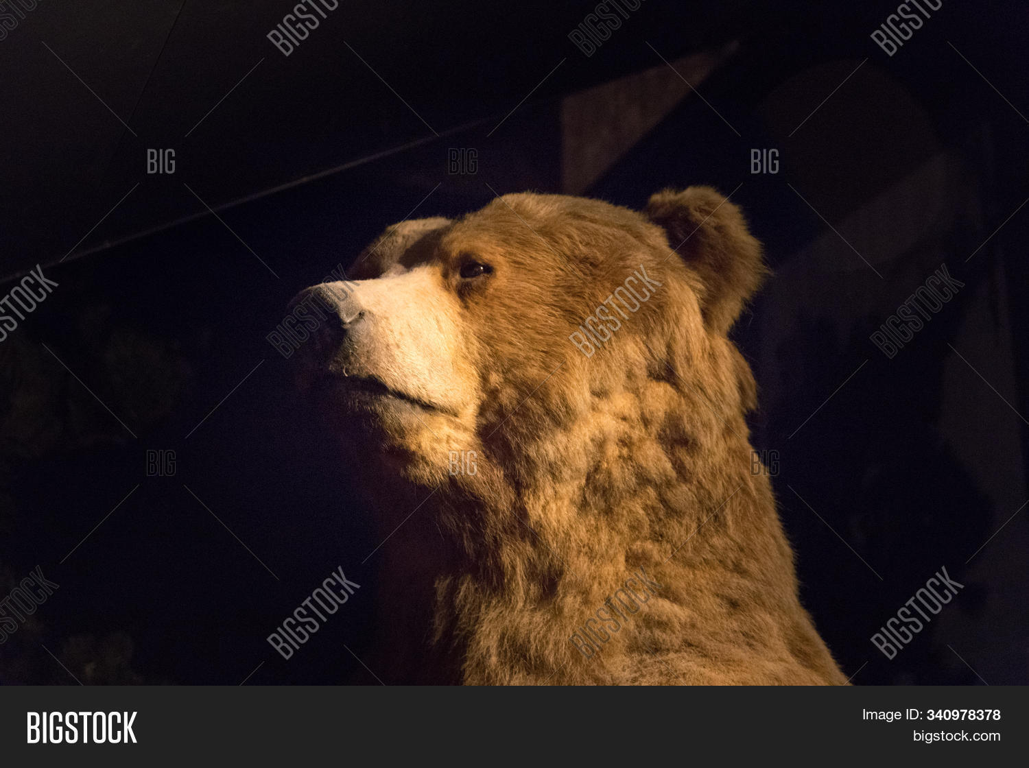 Dead Stuffed Bear Image & Photo (Free Trial) | Bigstock