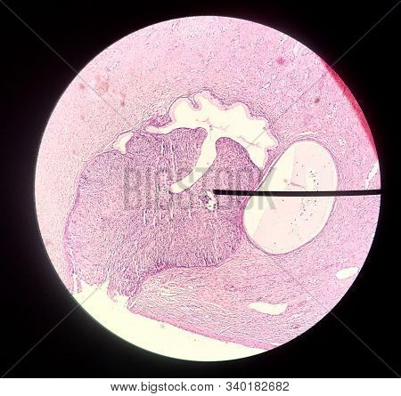 Cells Reproductive Image & Photo (Free Trial) | Bigstock