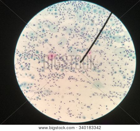 Cells Reproductive Image & Photo (Free Trial) | Bigstock