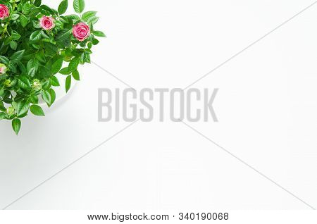 Top View Plant Pot Image & Photo (Free Trial) | Bigstock