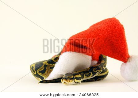 Ball Python Snake Image & Photo (Free Trial) | Bigstock