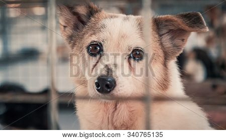 Portrait Sad Dog Image & Photo (Free Trial) | Bigstock