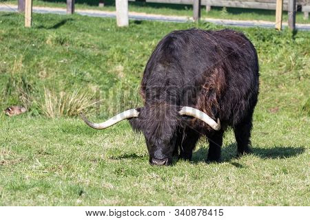 Highland Cow Images, Illustrations & Vectors (Free) - Bigstock