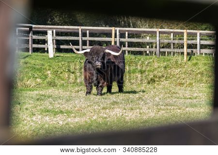 Highland Cow Images, Illustrations & Vectors (Free) - Bigstock