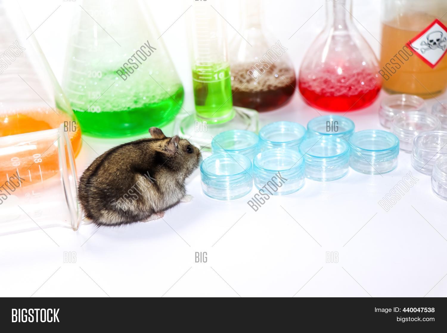 Rats Science Lab Image & Photo (Free Trial) | Bigstock