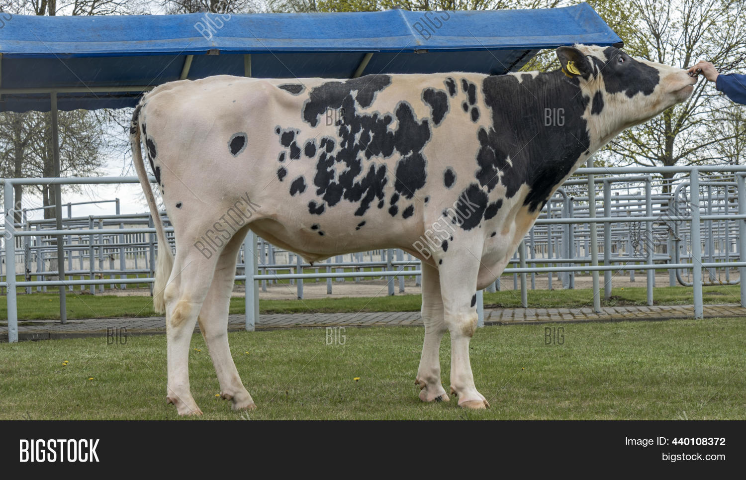 Tribal Bull On Farm. Image & Photo (Free Trial) | Bigstock