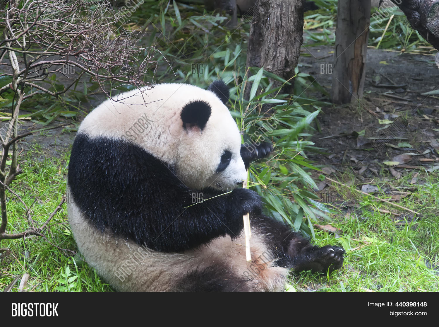 Panda Bear Sitting