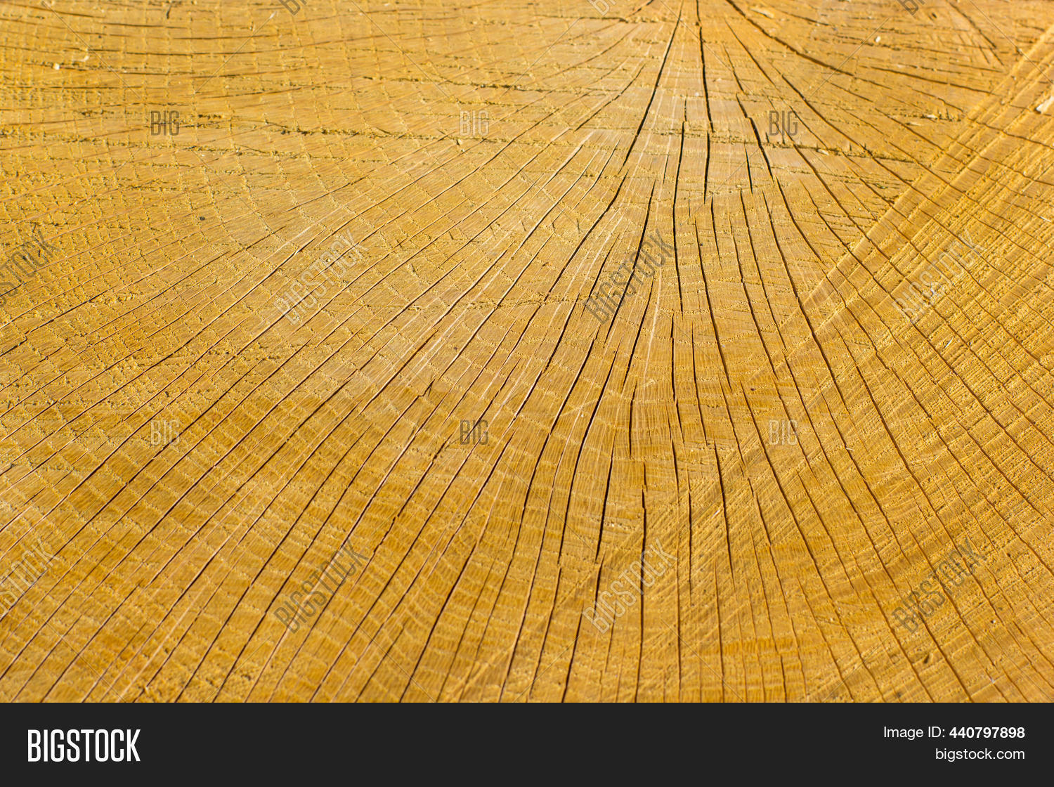 Saw Cut Texture Annual Image & Photo (Free Trial) | Bigstock
