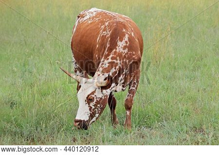 Nguni Cow - Indigenous Image & Photo (Free Trial) | Bigstock
