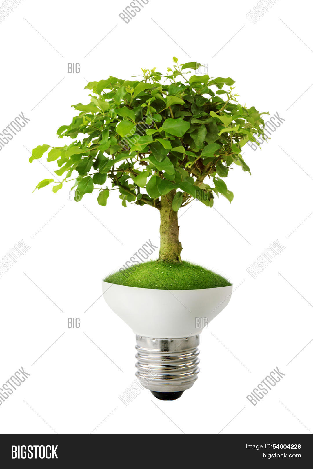 Green Tree Growing Out Image & Photo (Free Trial) | Bigstock
