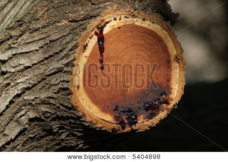 Bleeding Tree Image & Photo (Free Trial) | Bigstock