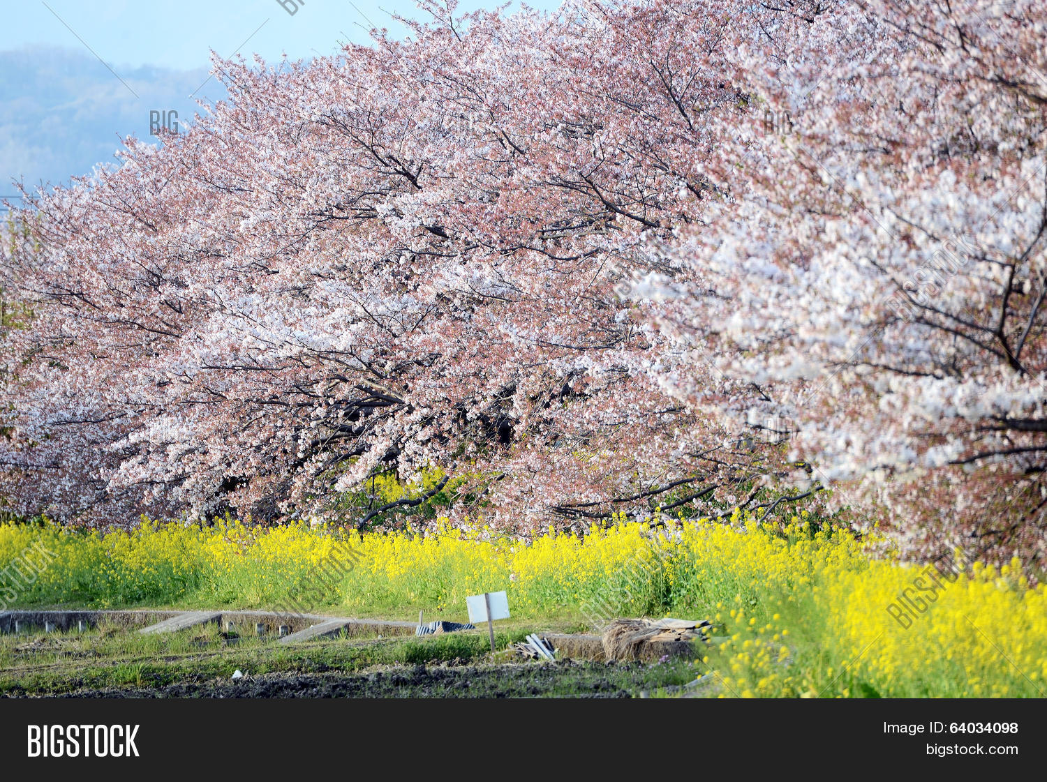 Cherry Blossom (sakura Image & Photo (Free Trial) | Bigstock