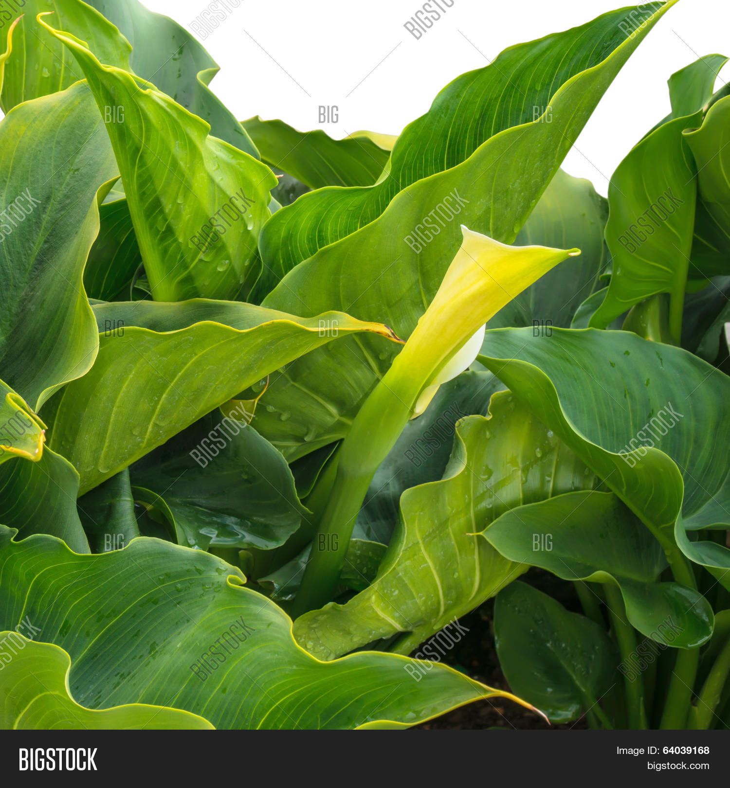 Bud Calla Lily Flower Image & Photo (Free Trial) | Bigstock
