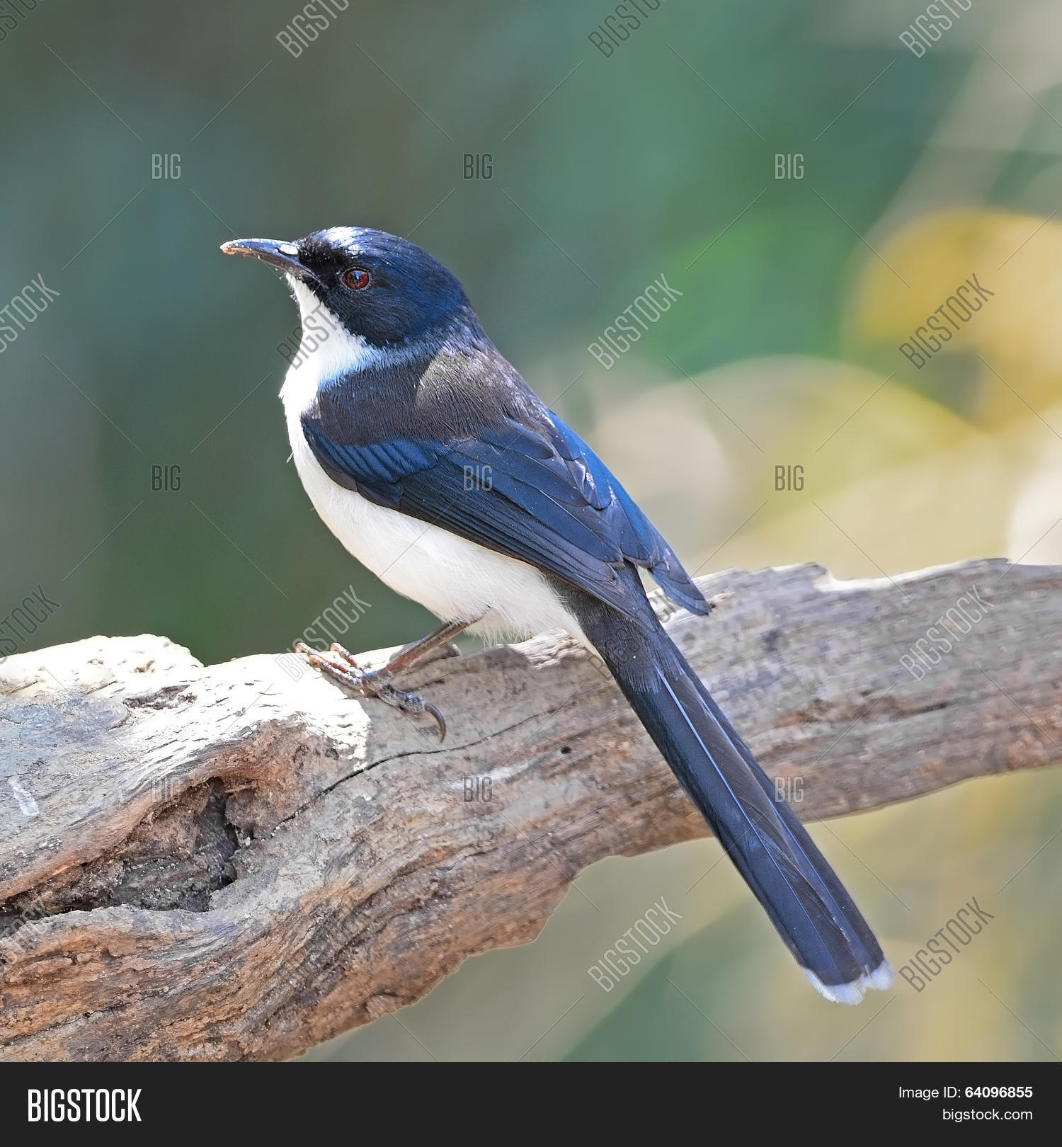 Dark-backed Sibia Image & Photo (Free Trial) | Bigstock