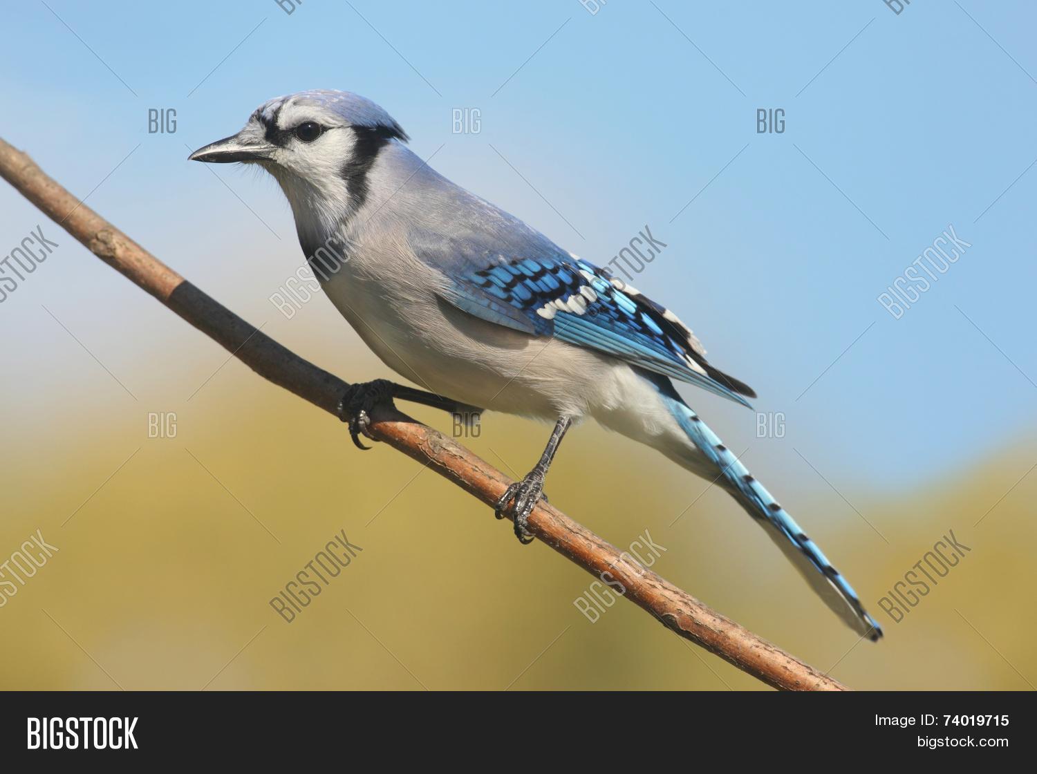 Blue Jay On Branch Image & Photo (Free Trial) | Bigstock