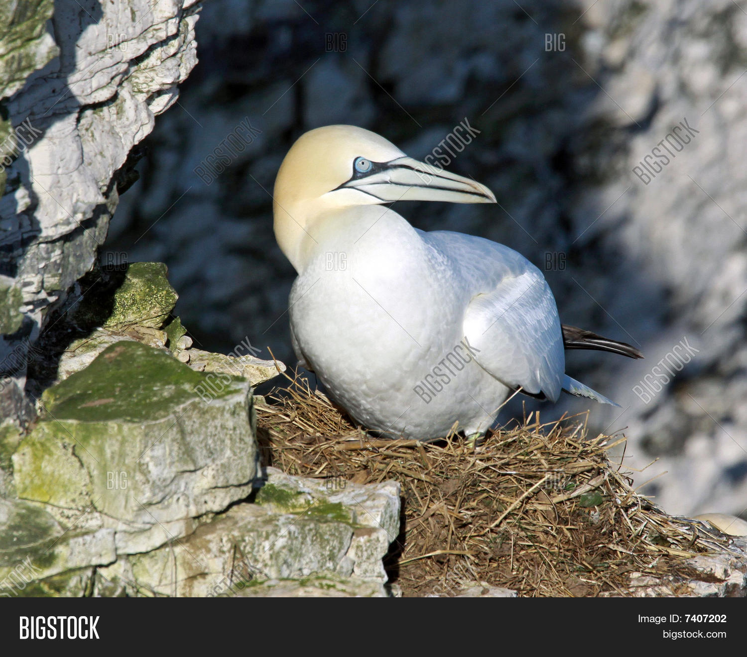 Gannet Bird On Nest Image & Photo (Free Trial) | Bigstock
