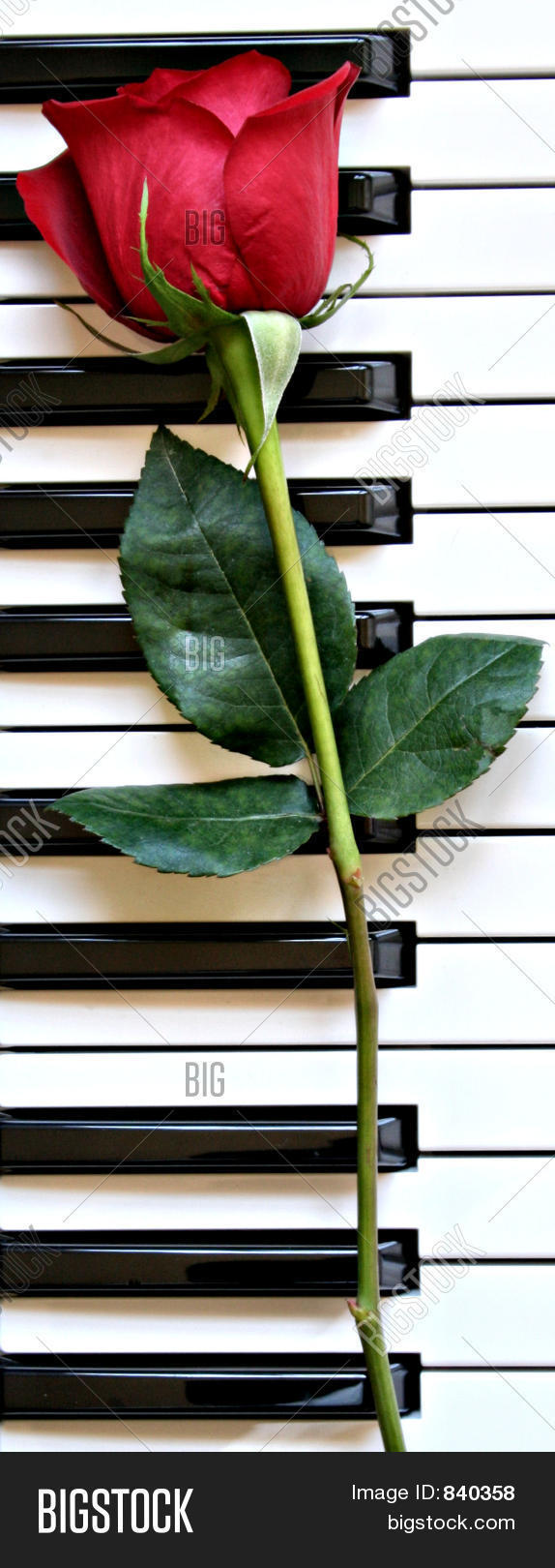 Red Rose On Piano Keys Image & Photo (Free Trial) | Bigstock
