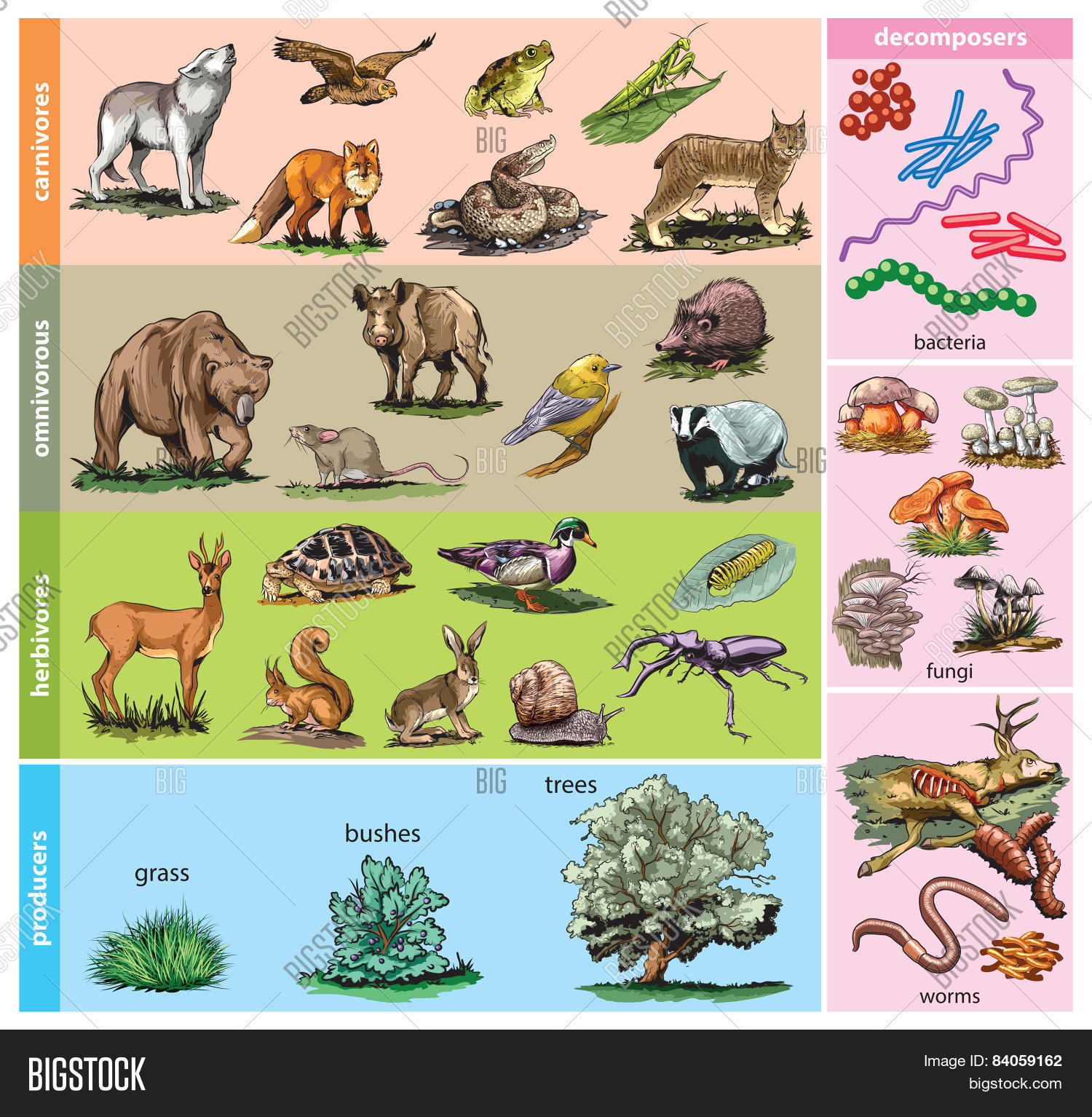 Forst Animals Vector & Photo (Free Trial) | Bigstock