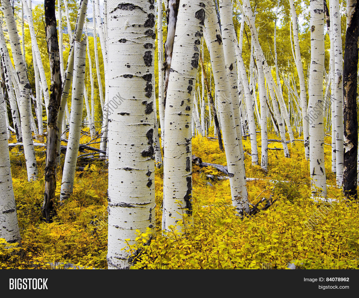 Aspen Forest Autumn Image & Photo (Free Trial) | Bigstock