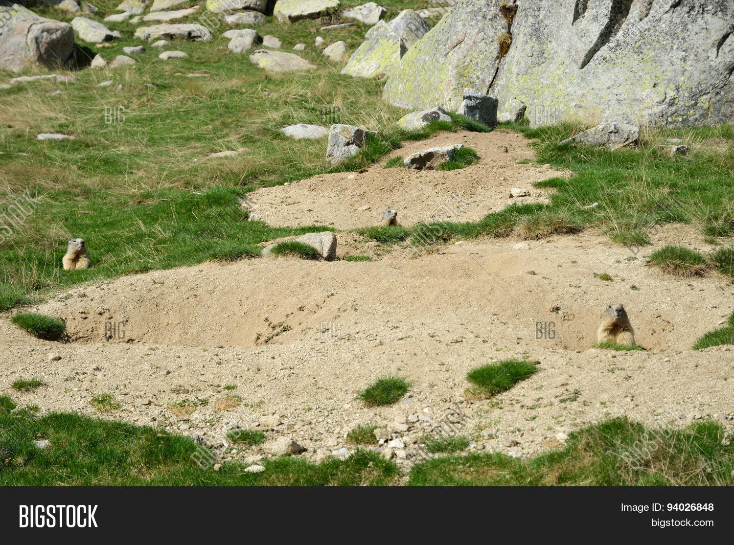 Three Alpine Marmots Image & Photo (Free Trial) | Bigstock