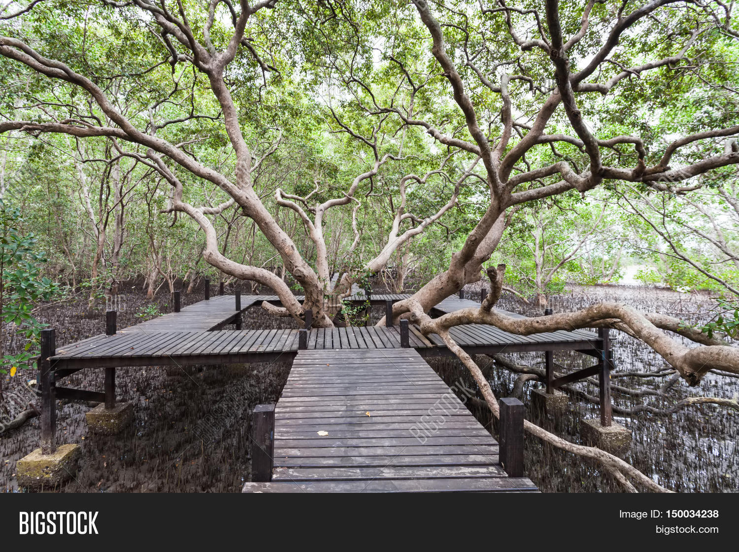 Big Tree Wooden Bridge Image & Photo (Free Trial) | Bigstock