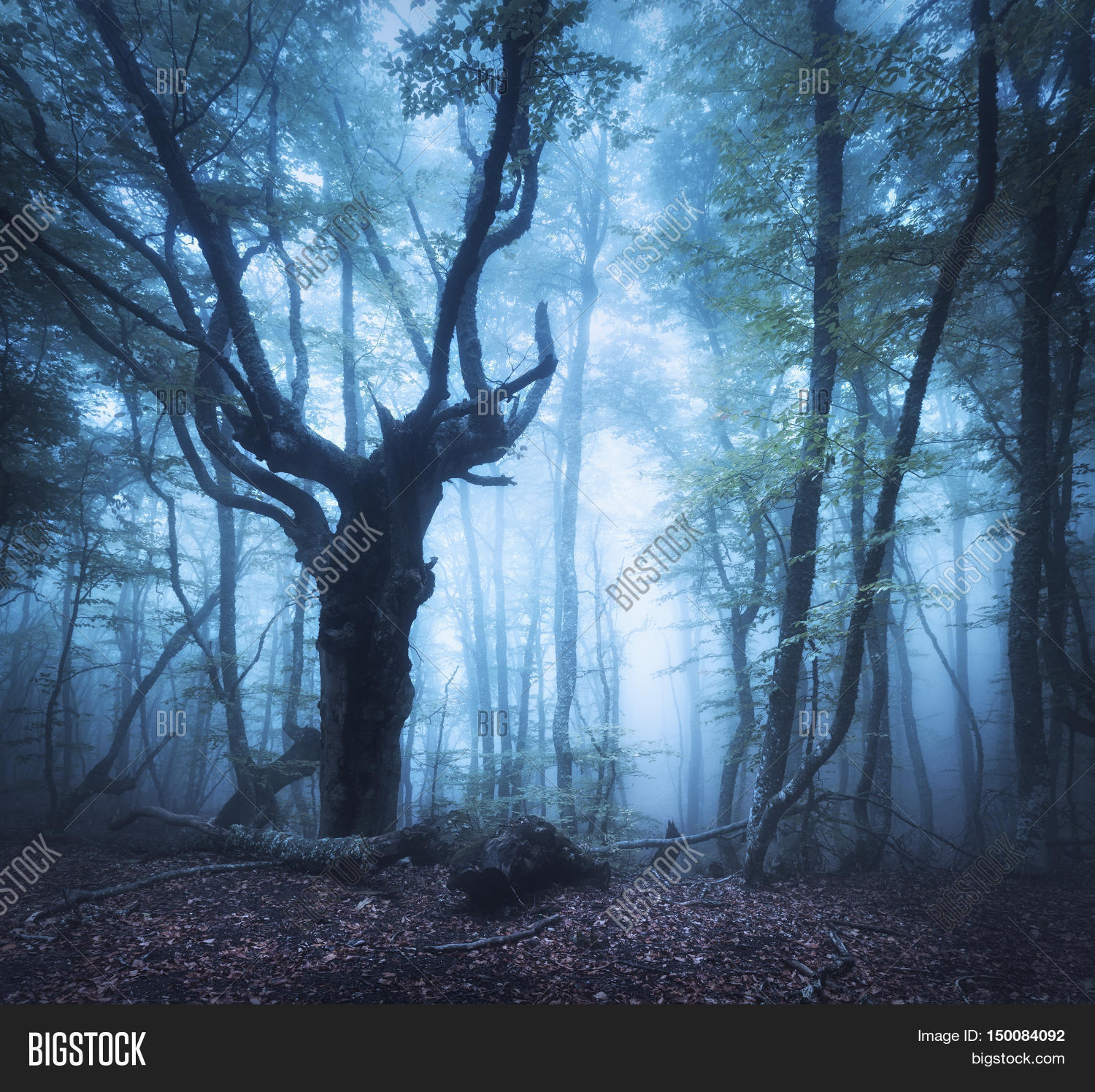 Mystical Autumn Forest Image & Photo (Free Trial) | Bigstock