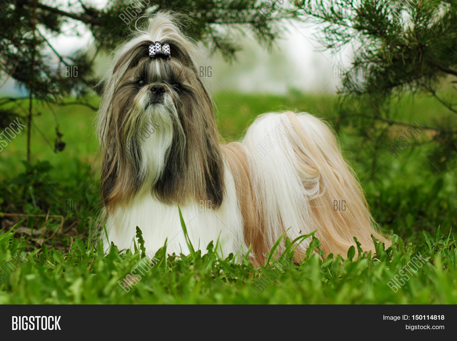 Beautiful Decorative Image & Photo (Free Trial) | Bigstock