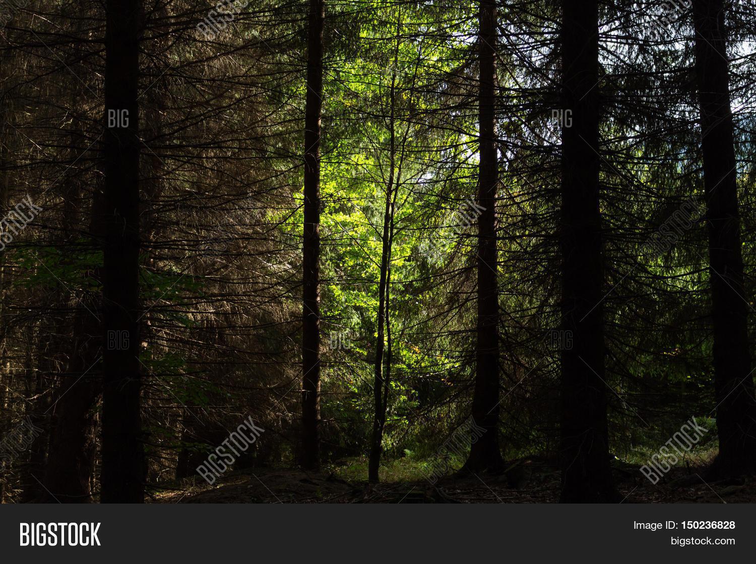 Bright Green Forest Image & Photo (Free Trial) | Bigstock