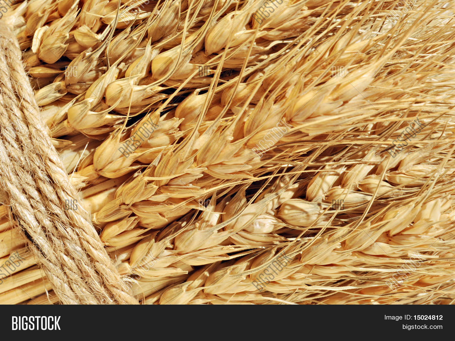 Golden Stalks Wheat Image & Photo (Free Trial) | Bigstock