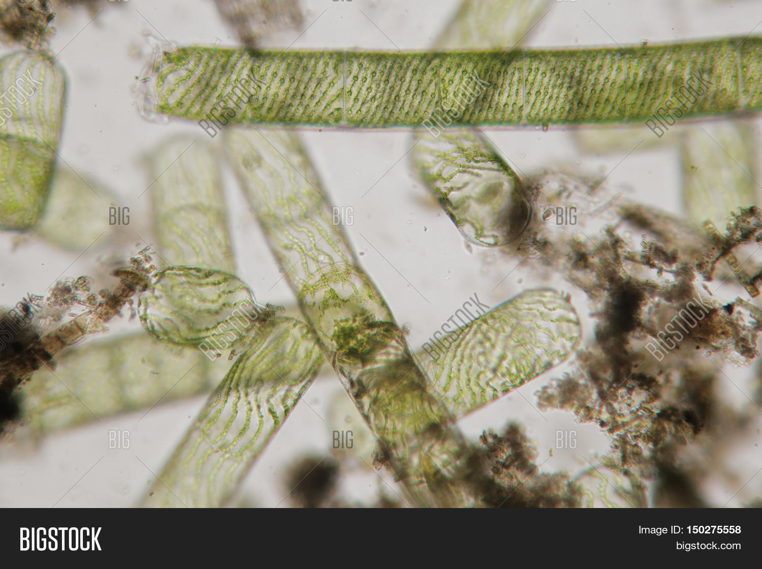 Spirogyra Water Silk Image & Photo (Free Trial) | Bigstock
